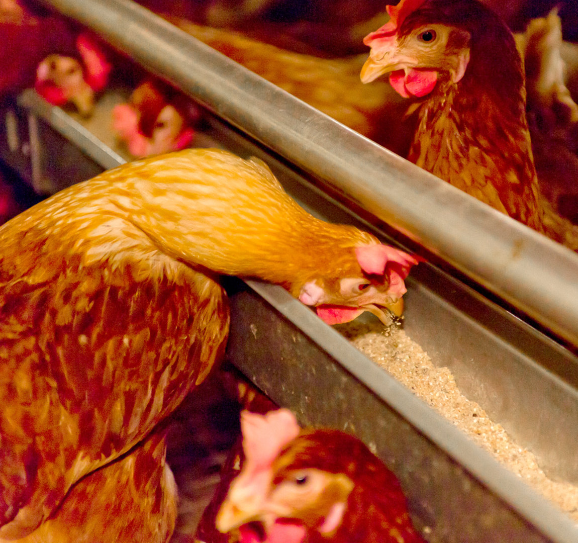 Vencotrough - Vencomatic Group